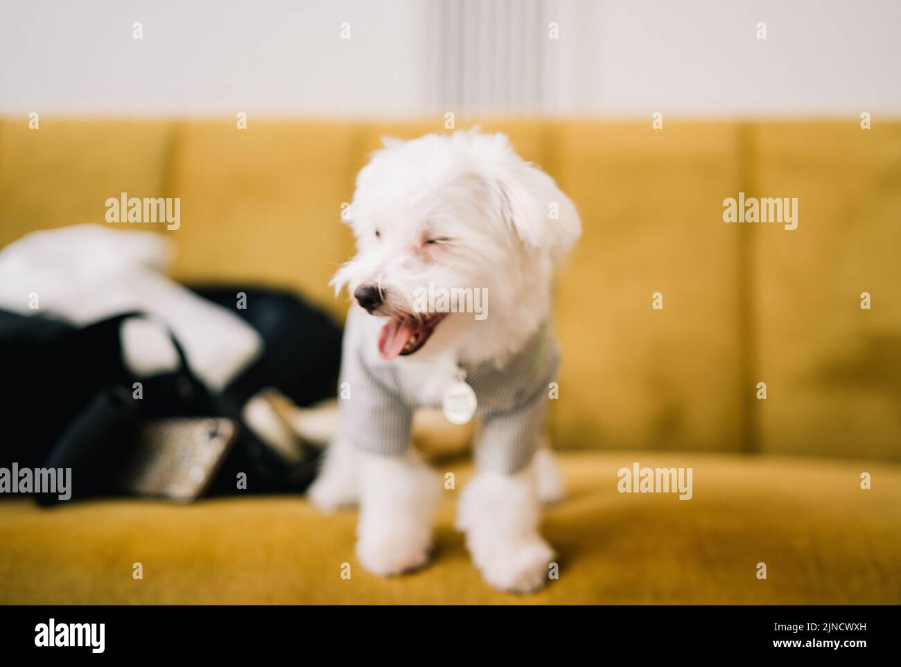 Dog smiling white fluffy hi-res stock photography and images - Alamy