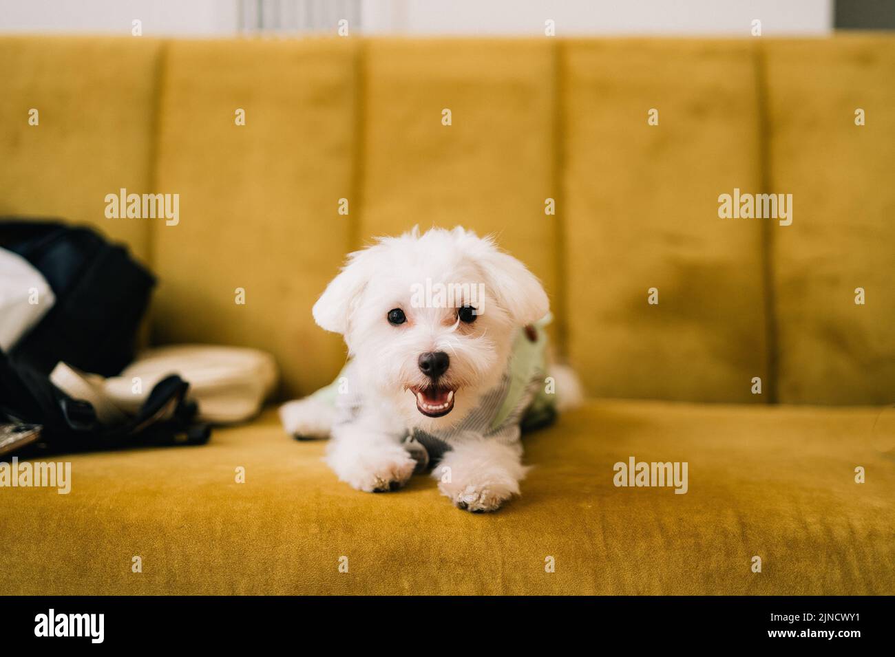 Small smiling furry white dog on couch Stock Photo - Alamy