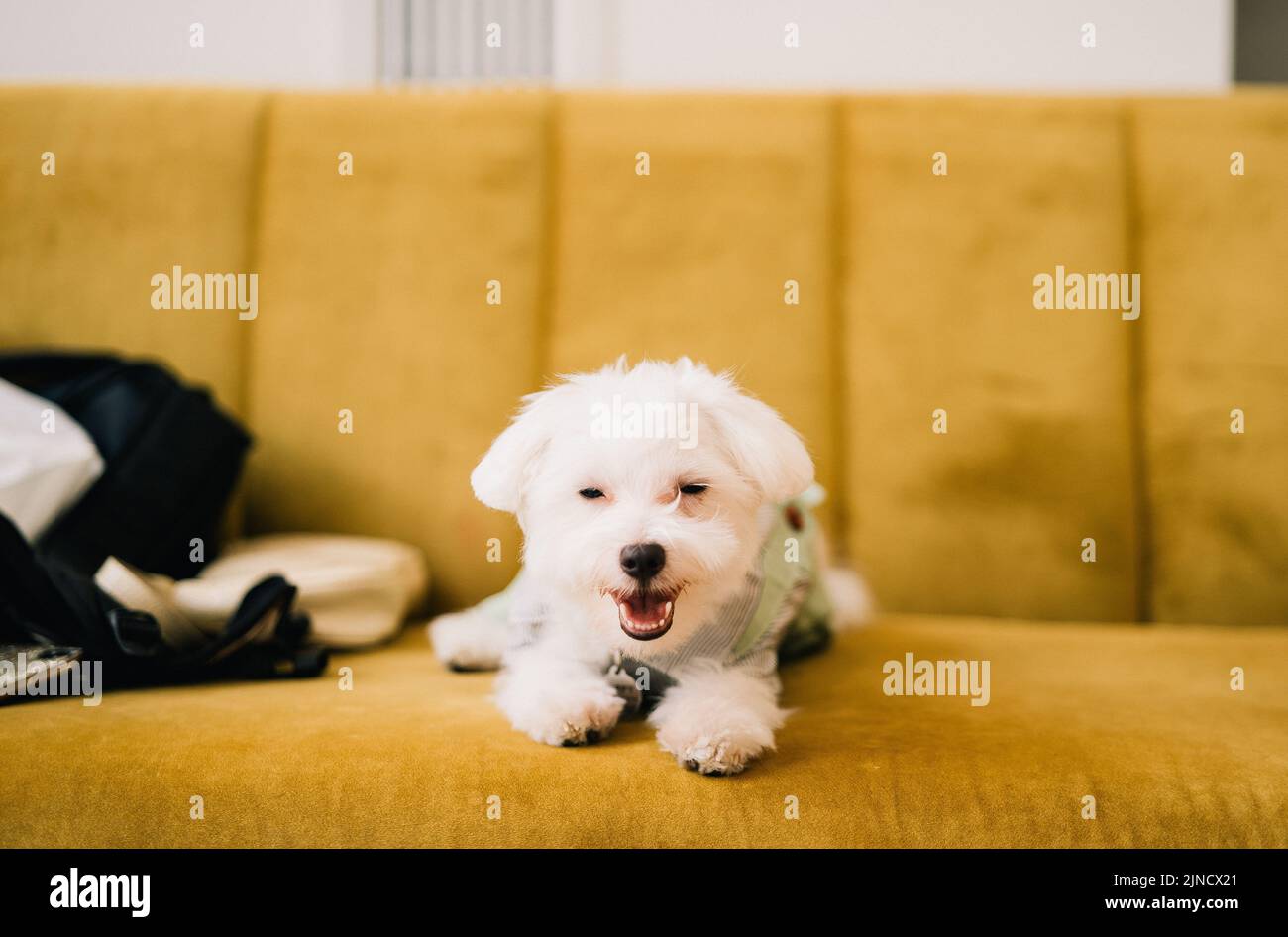 Small smiling furry white dog on couch Stock Photo - Alamy