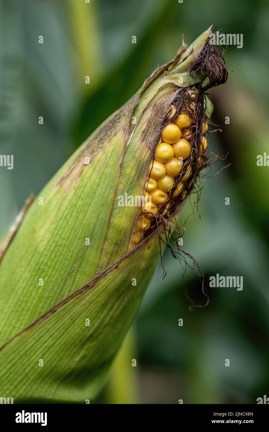 Ear of field corn in a cornfield in Taylors Falls, Minnesota USA Stock ...