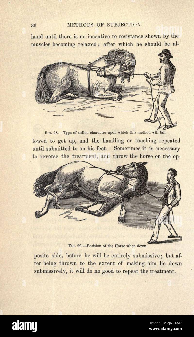 The art of taming and educating the horse (Page 36 Stock Photo - Alamy