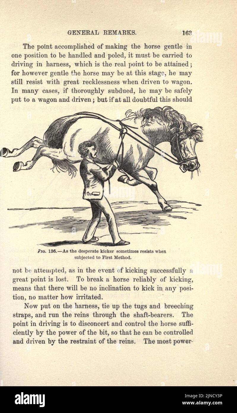 The art of taming and educating the horse (Page 163 Stock Photo - Alamy
