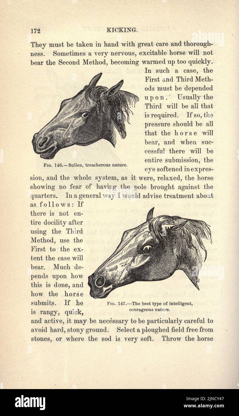 The art of taming and educating the horse (Page 172 Stock Photo - Alamy