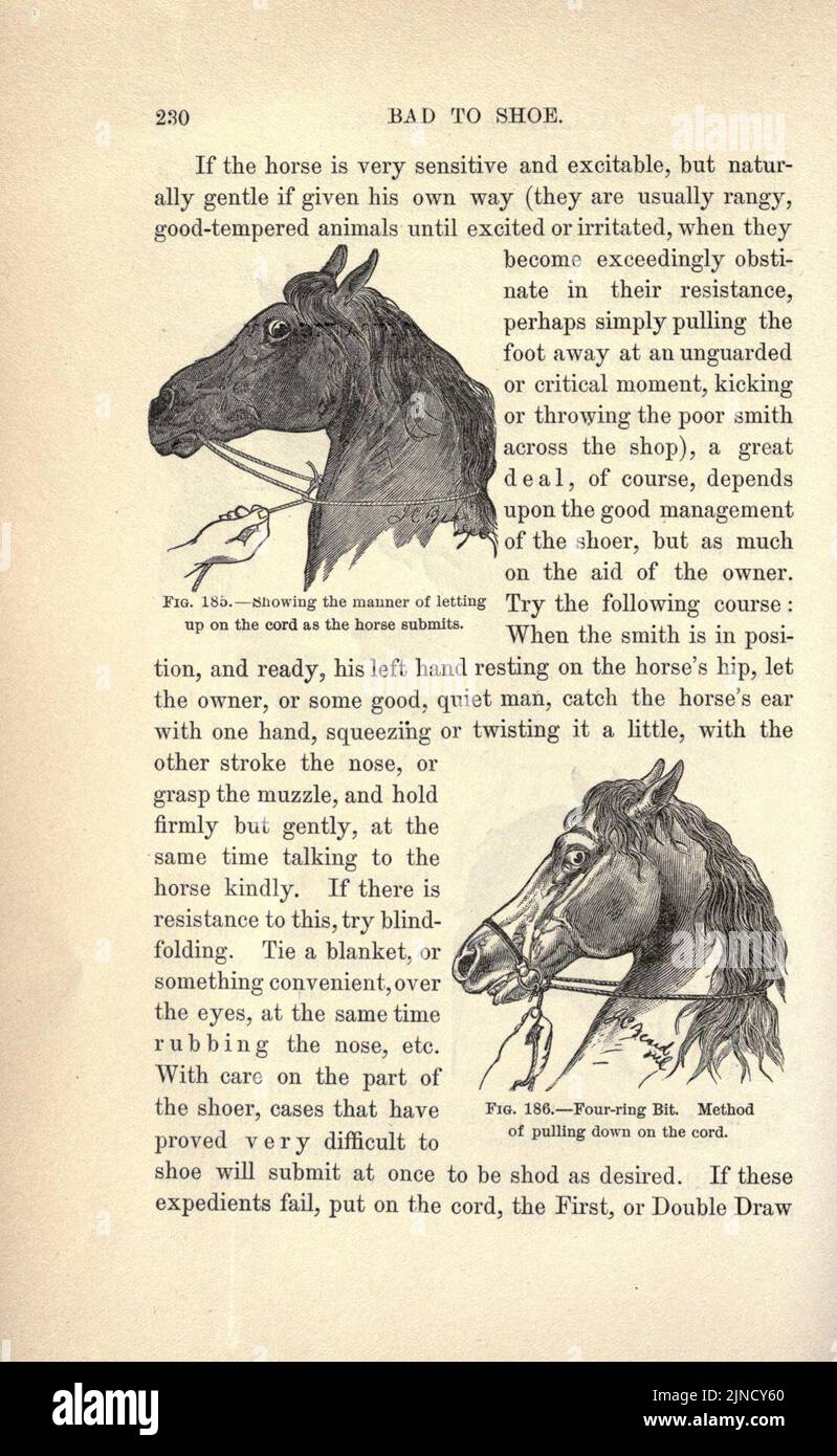 The art of taming and educating the horse (Page 230 Stock Photo - Alamy The art of taming and educating the horse (Page 230 Stock Photo - Alamy