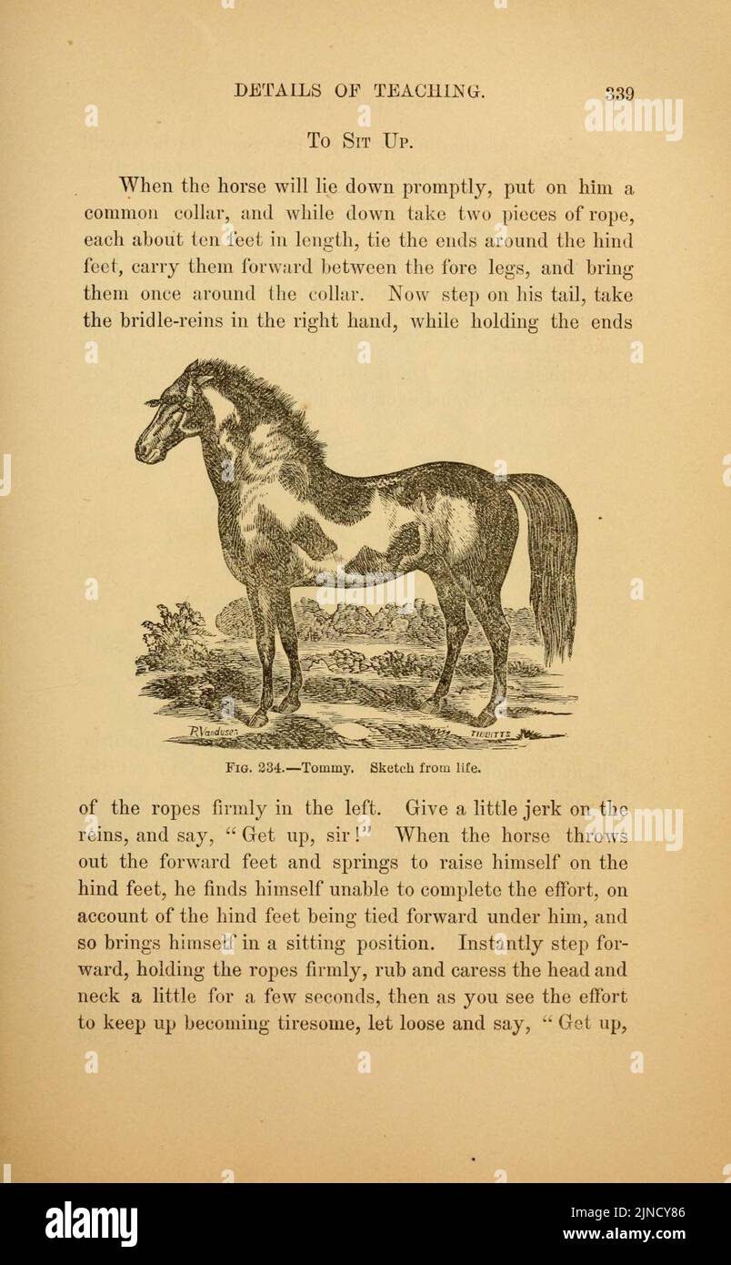The art of taming and educating the horse (Page 339 Stock Photo - Alamy The art of taming and educating the horse (Page 339 Stock Photo - Alamy