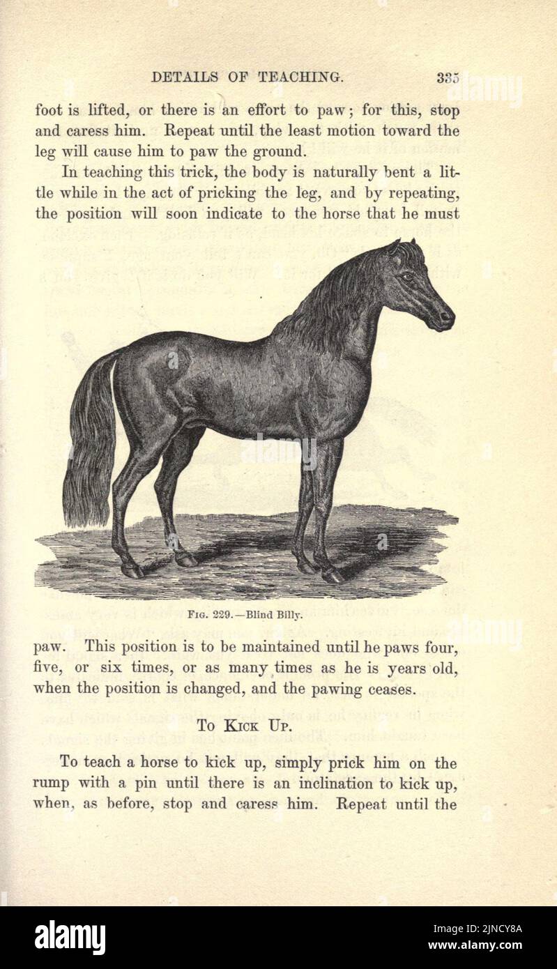 The art of taming and educating the horse (Page 335 Stock Photo - Alamy