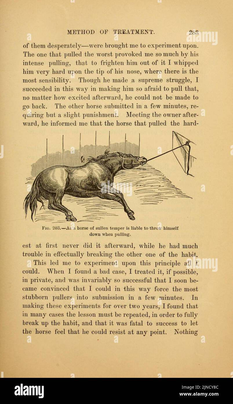 The art of taming and educating the horse (Page 283 Stock Photo - Alamy