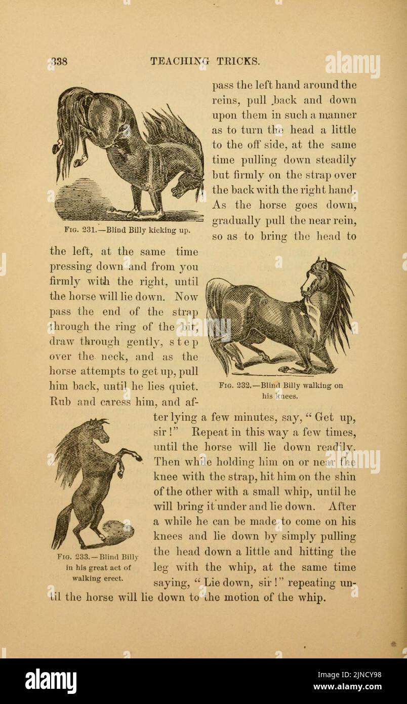 The art of taming and educating the horse (Page 338 Stock Photo - Alamy