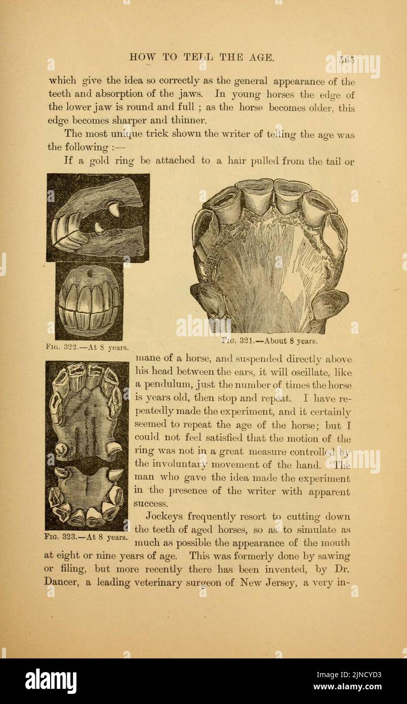 The art of taming and educating the horse (Page 565 Stock Photo - Alamy