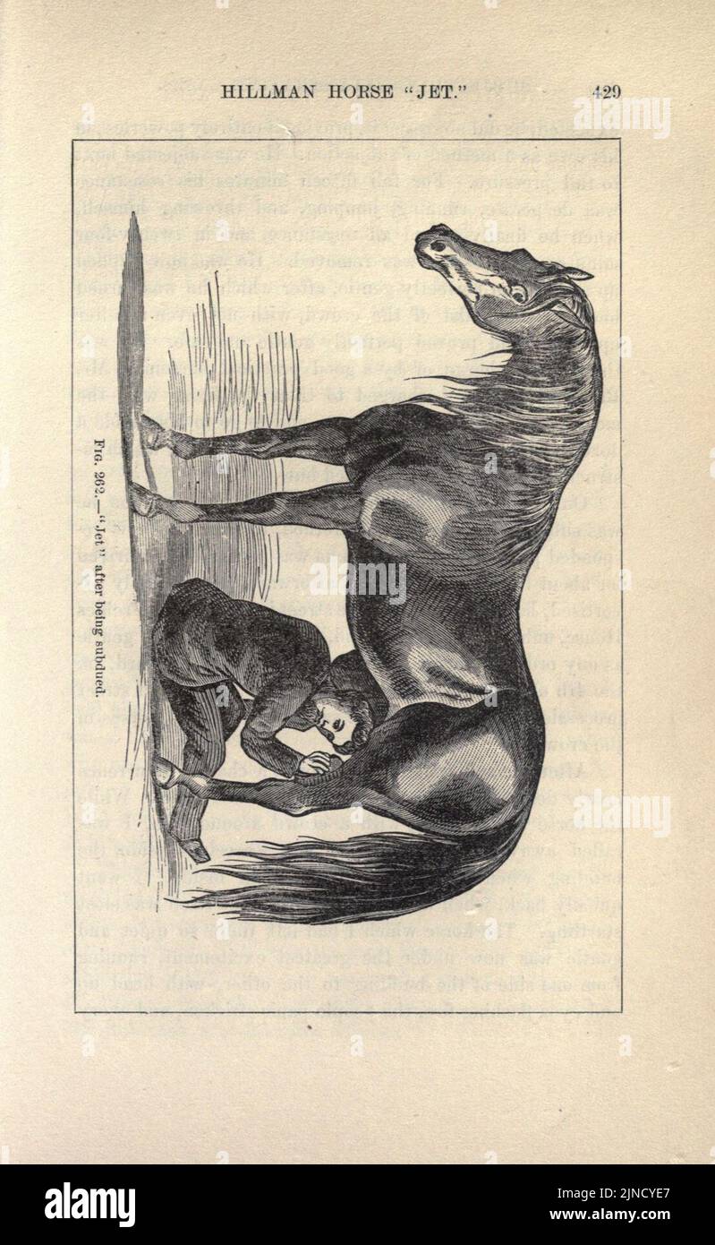 The art of taming and educating the horse (Page 429 Stock Photo - Alamy