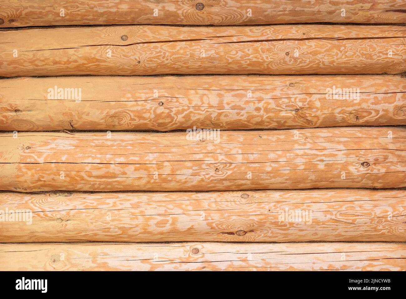 House wall in the village. Russian masonry of logs in the southern ...