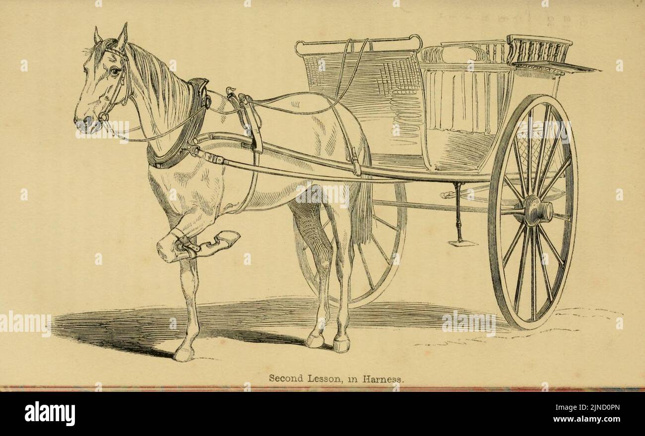 The art of taming horses Stock Photo - Alamy