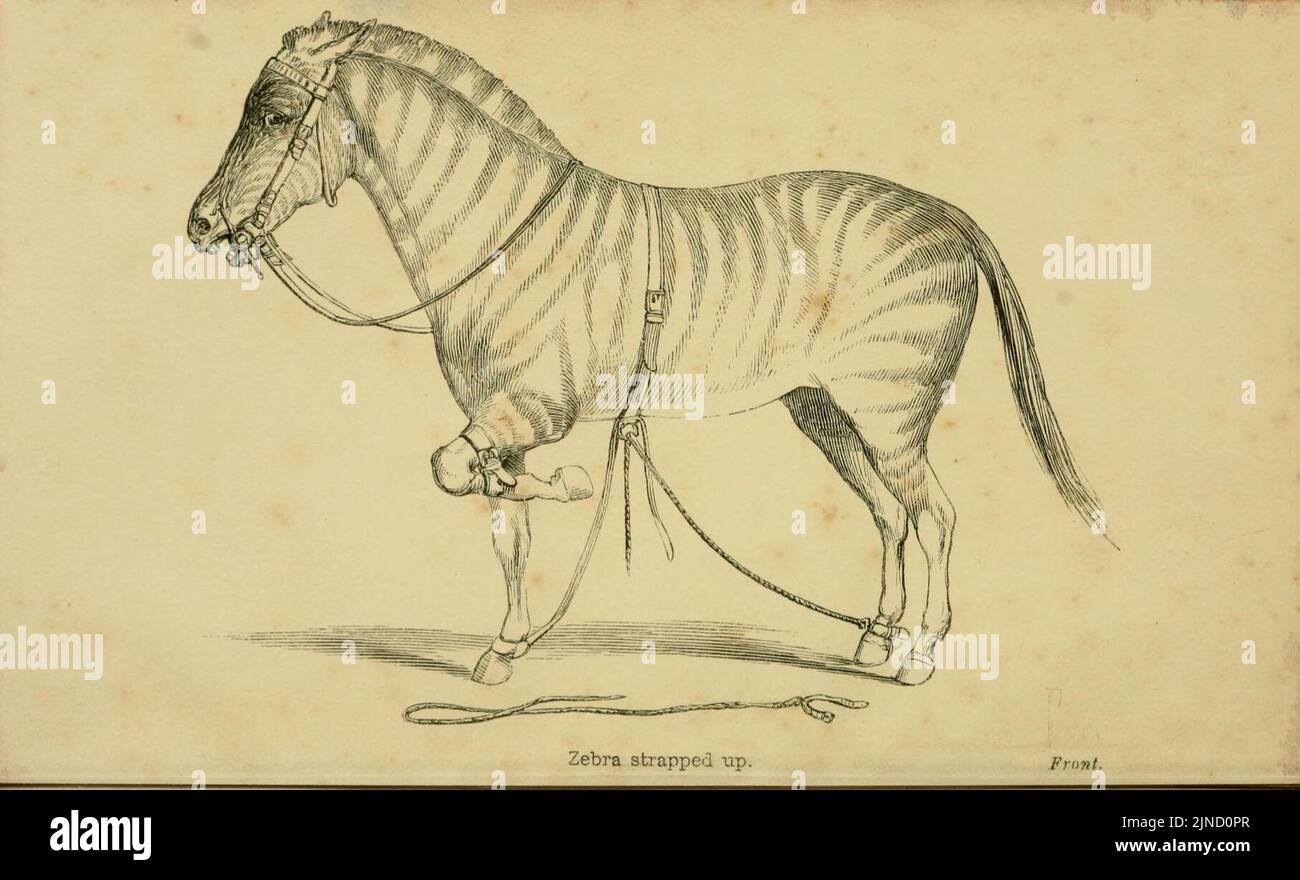 The art of taming horses Stock Photo - Alamy