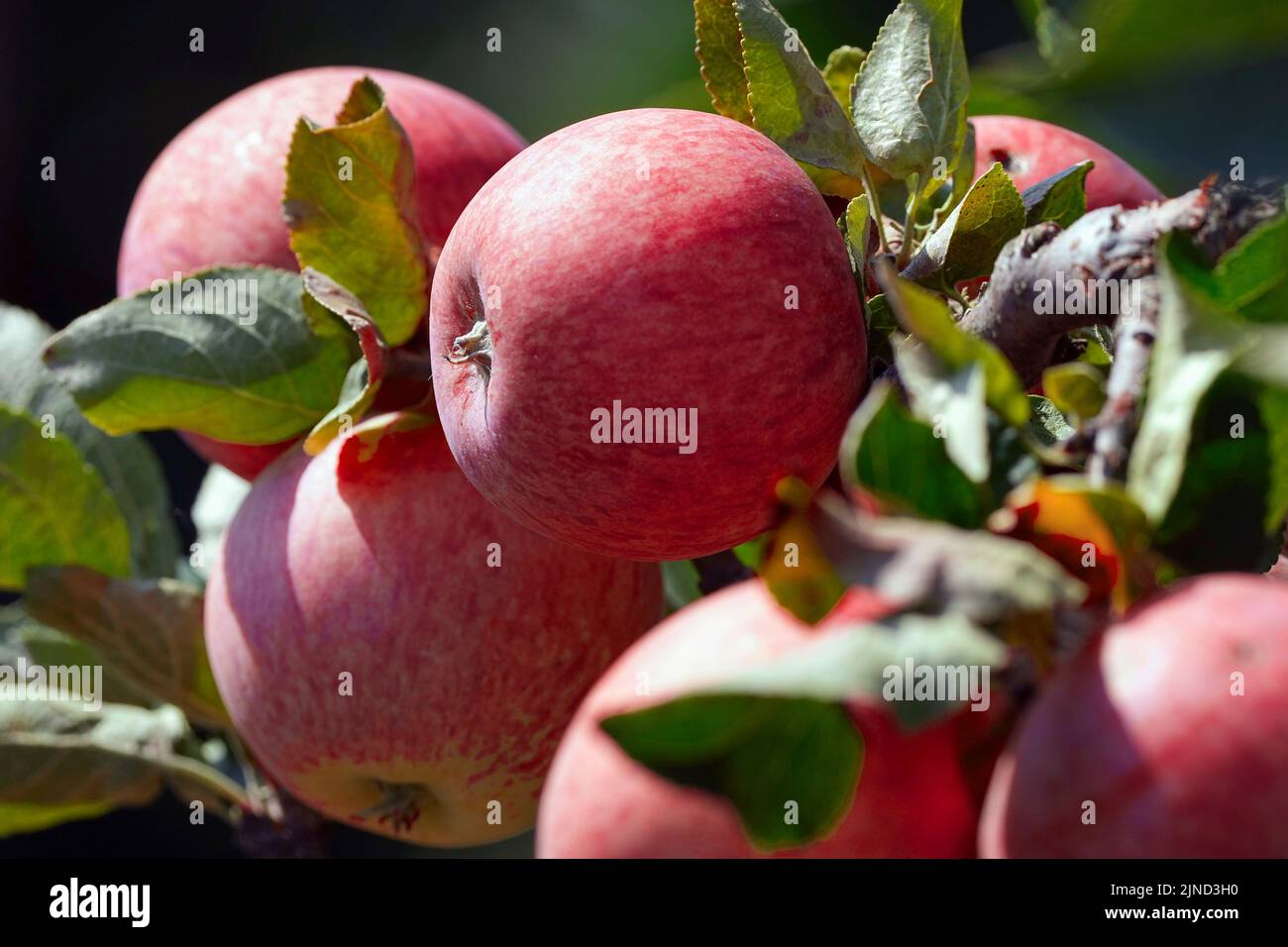 09 August 2022, Brandenburg, Frankfurt (Oder): Apples of the "Piros ...