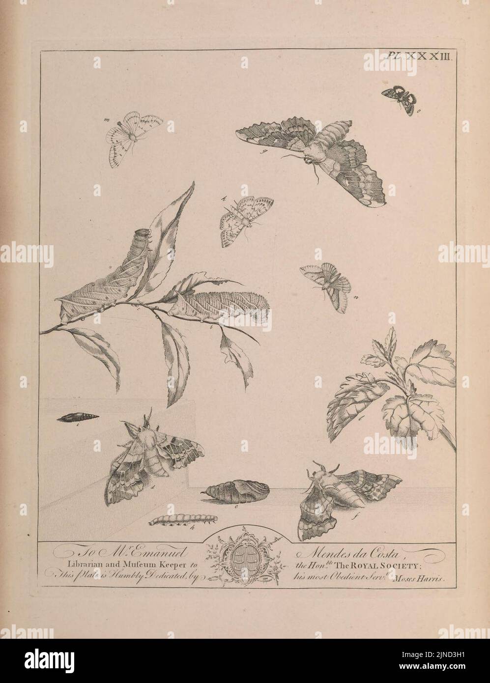The Aurelian hawk moths black and white Stock Photo - Alamy