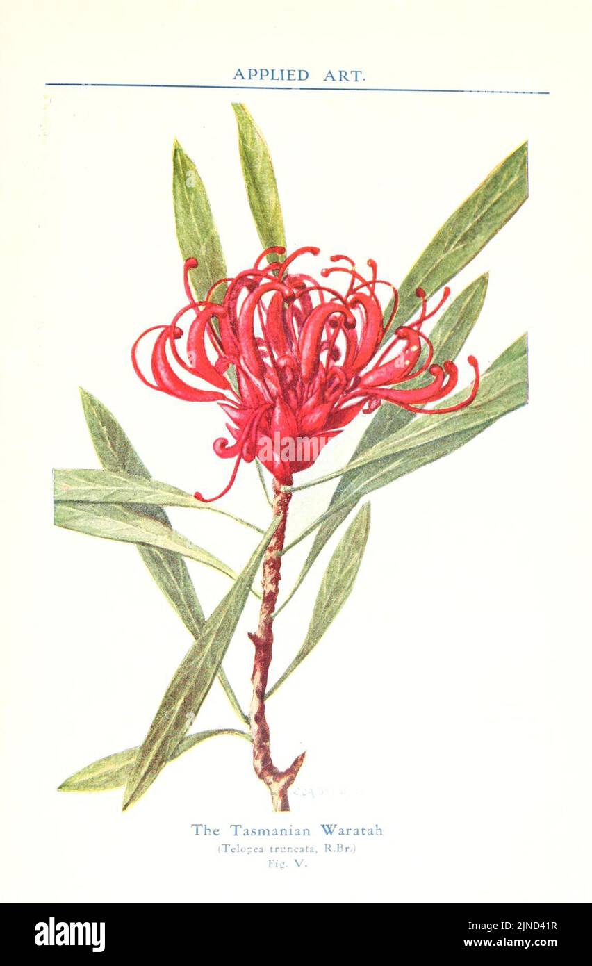 The Australian flora in applied art Stock Photo - Alamy