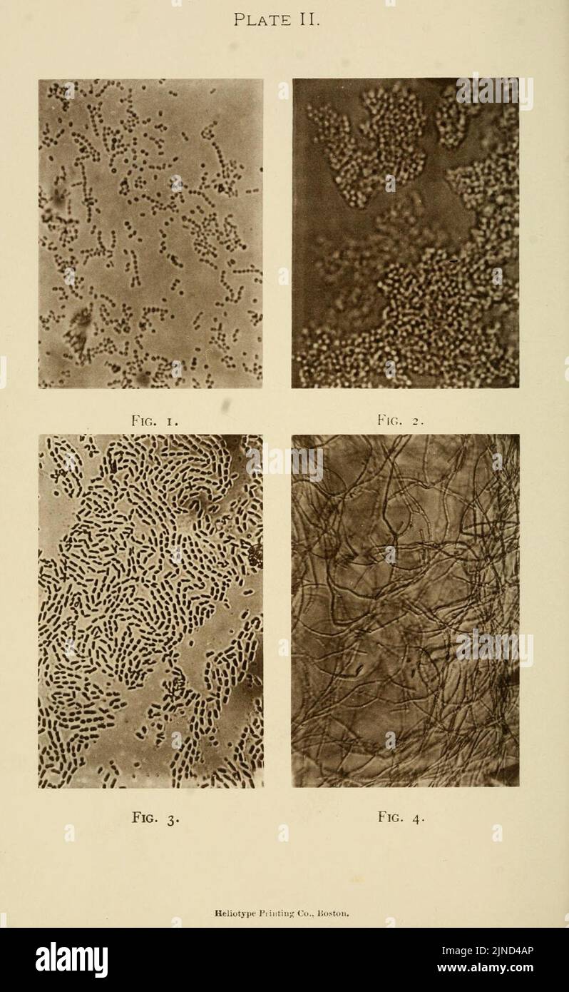 The Bacteria (Plate II Stock Photo - Alamy
