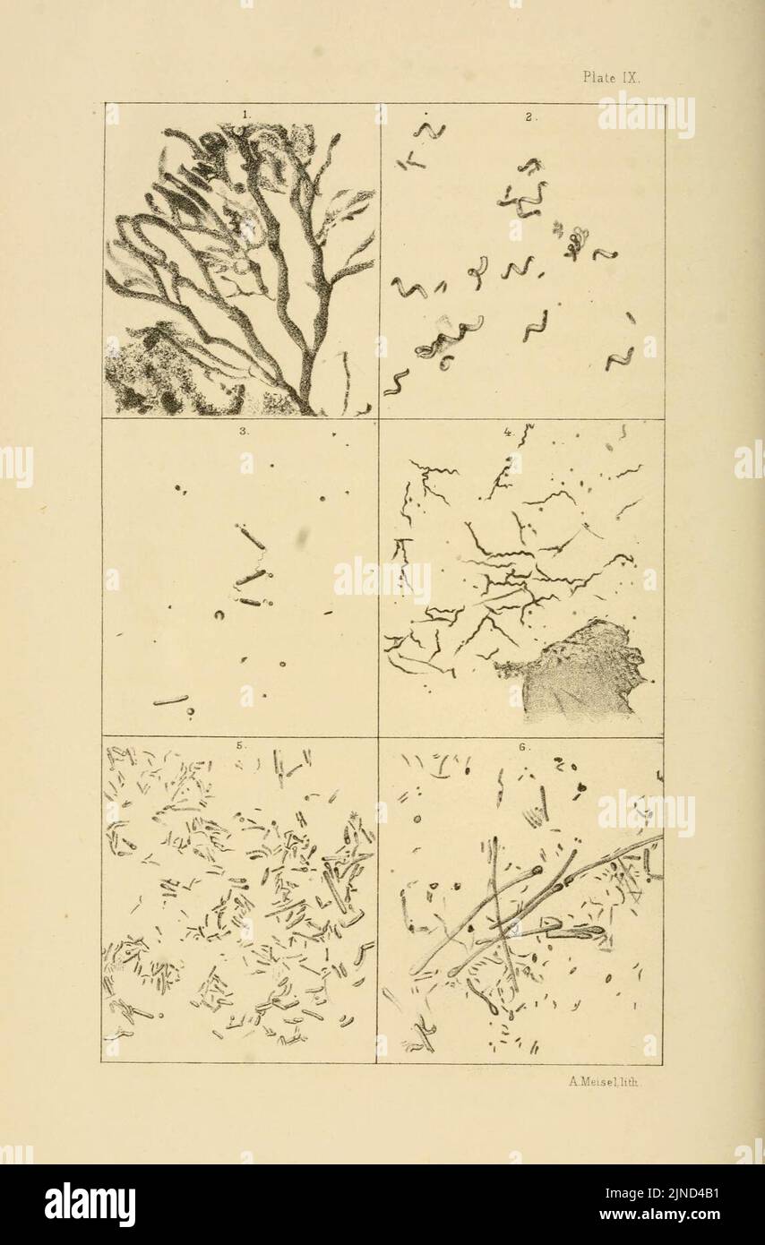The Bacteria (Plate IX Stock Photo - Alamy
