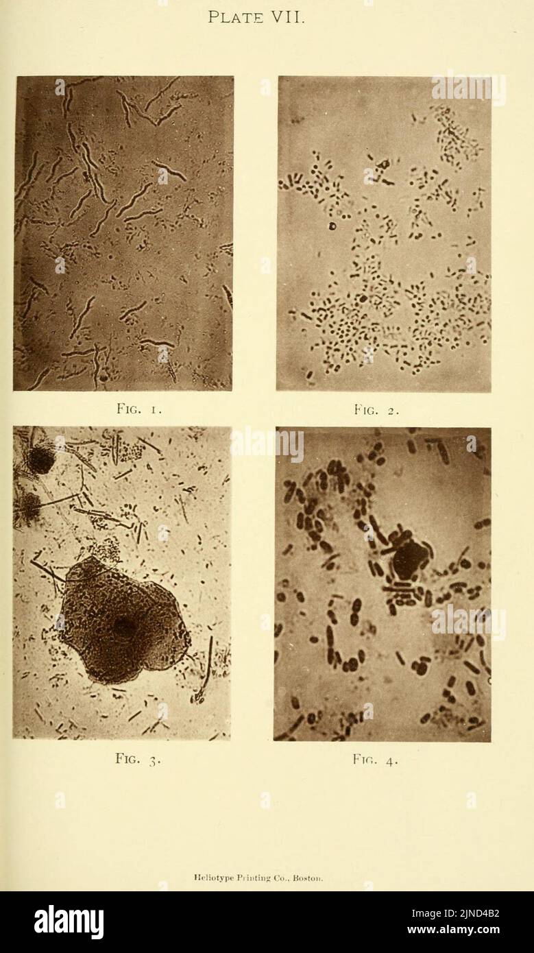 The Bacteria (Plate VII Stock Photo - Alamy