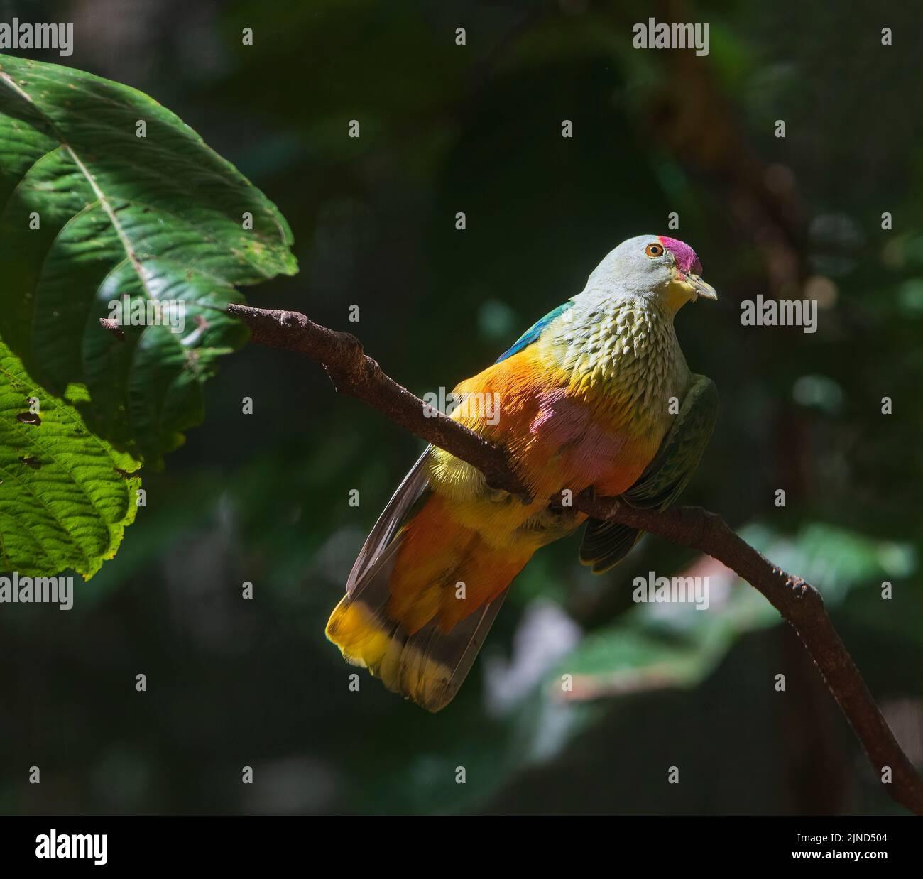Fruit Dove (Ptilinopus regina) perched in a tree, Wildlife Territory ...