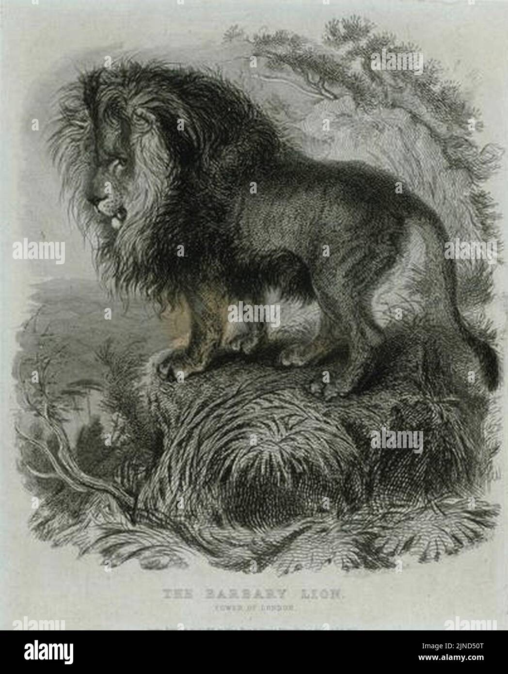 The Barbary Lion Stock Photo - Alamy
