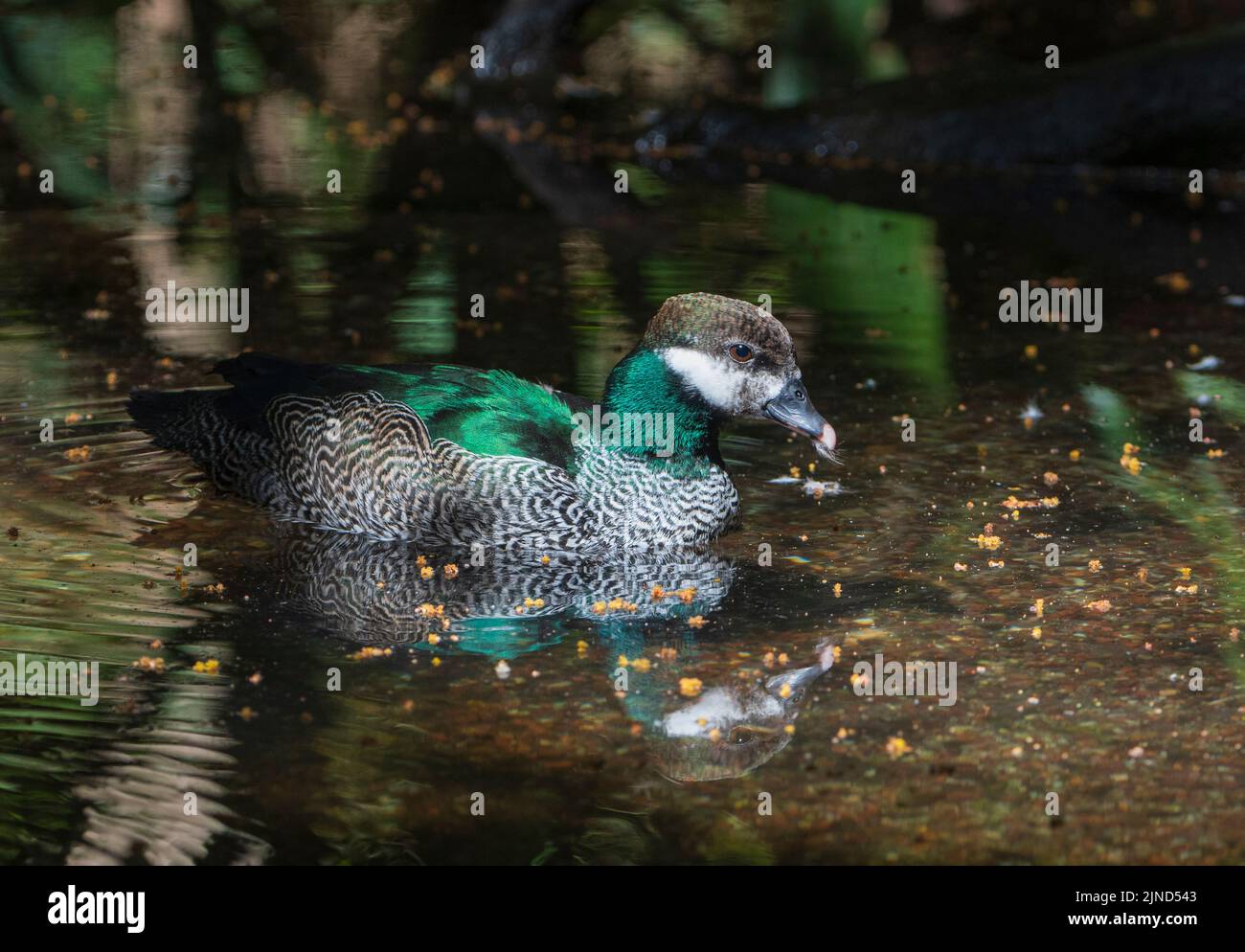 Green pygmy goose hi-res stock photography and images - Alamy