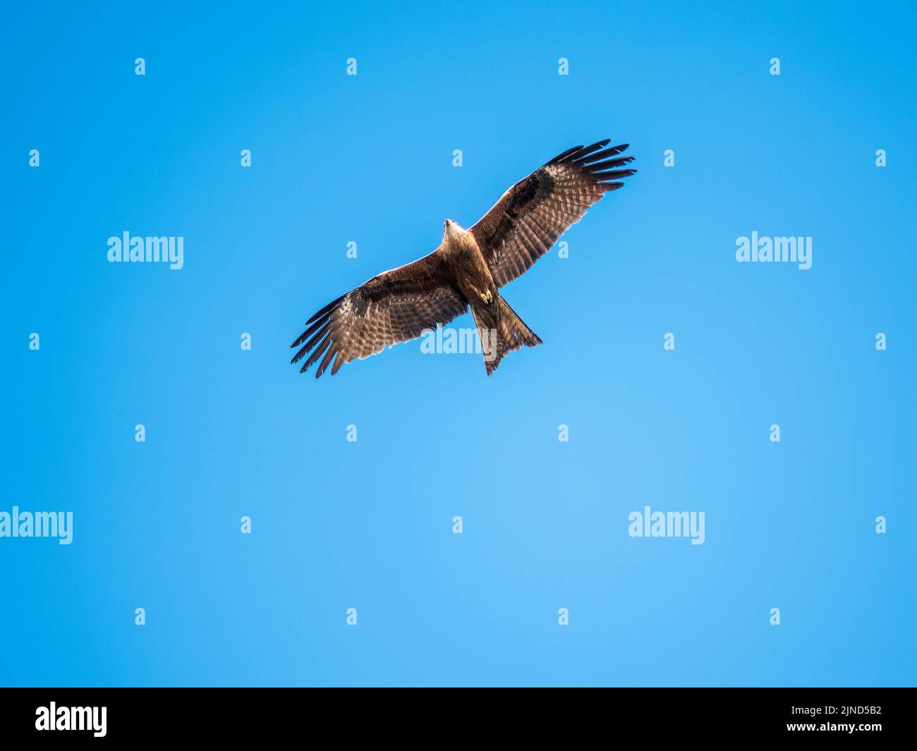 The bird of prey Black Kite flying in blue Sky. The black kite, Milvus ...