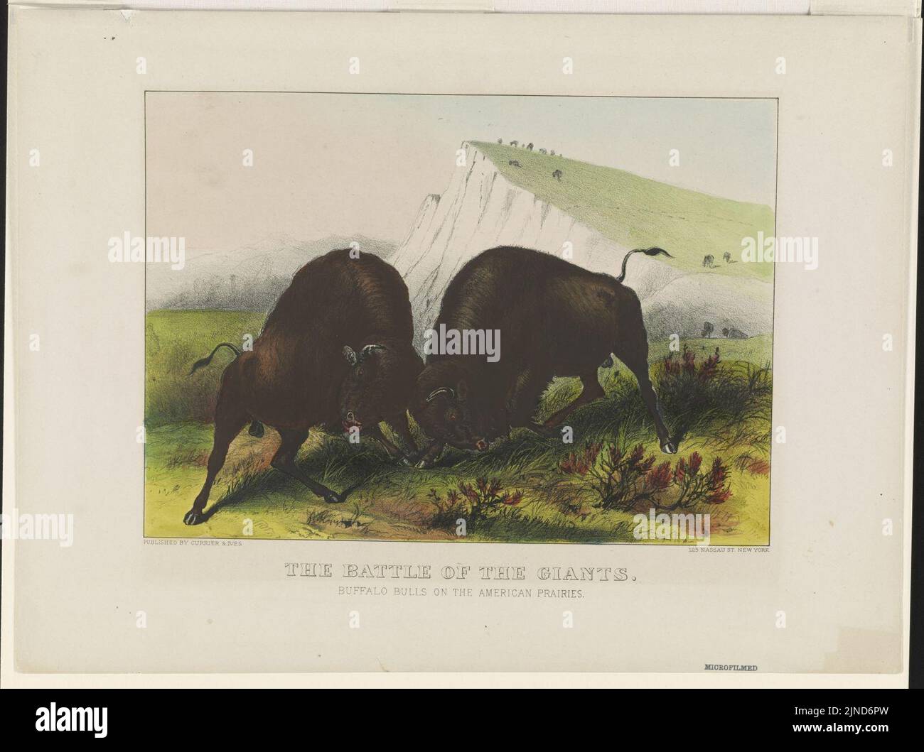 The battle of the Giants Stock Photo - Alamy