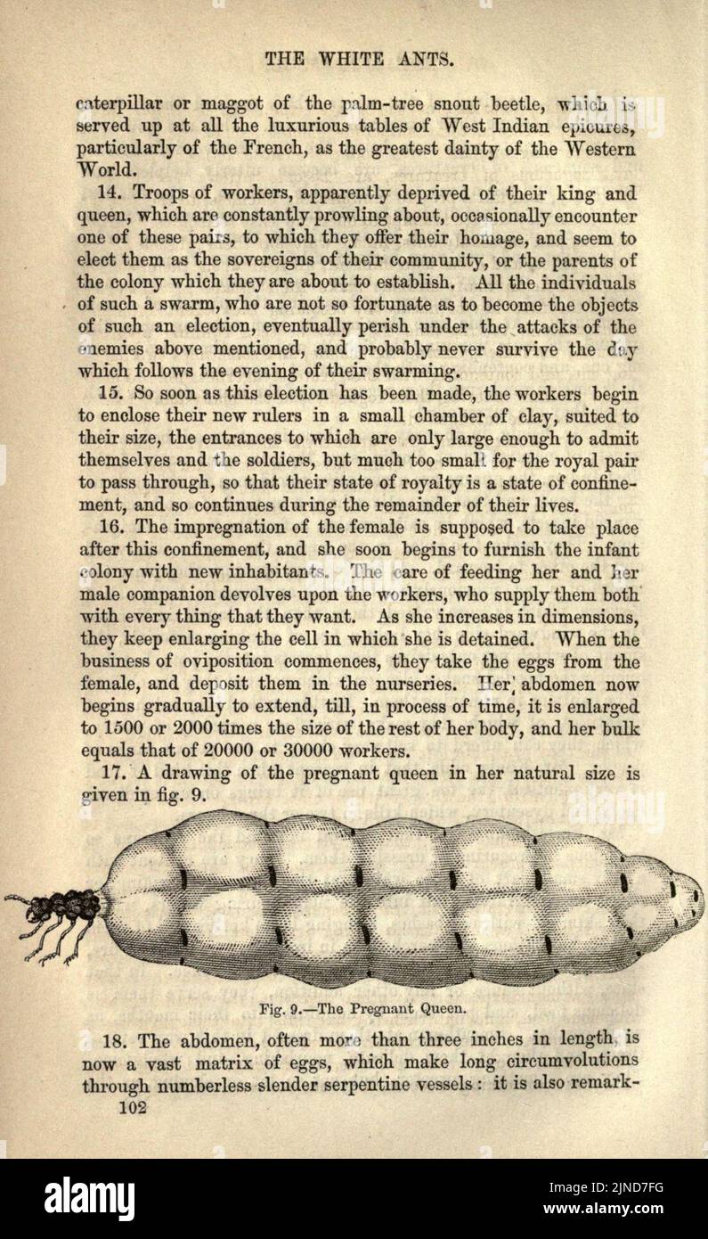 The bee and white ants, their manners and habits (Page 102 Stock Photo ...