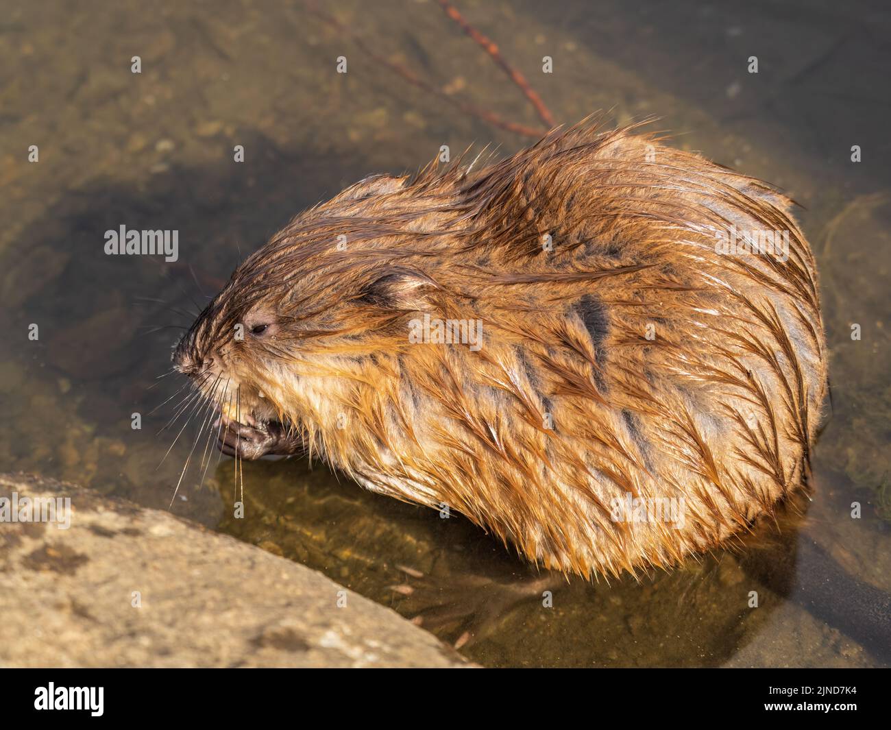 Wild animal Muskrat, Ondatra zibethicuseats, eats on the river bank. Muskrat, Ondatra zibethicus ...