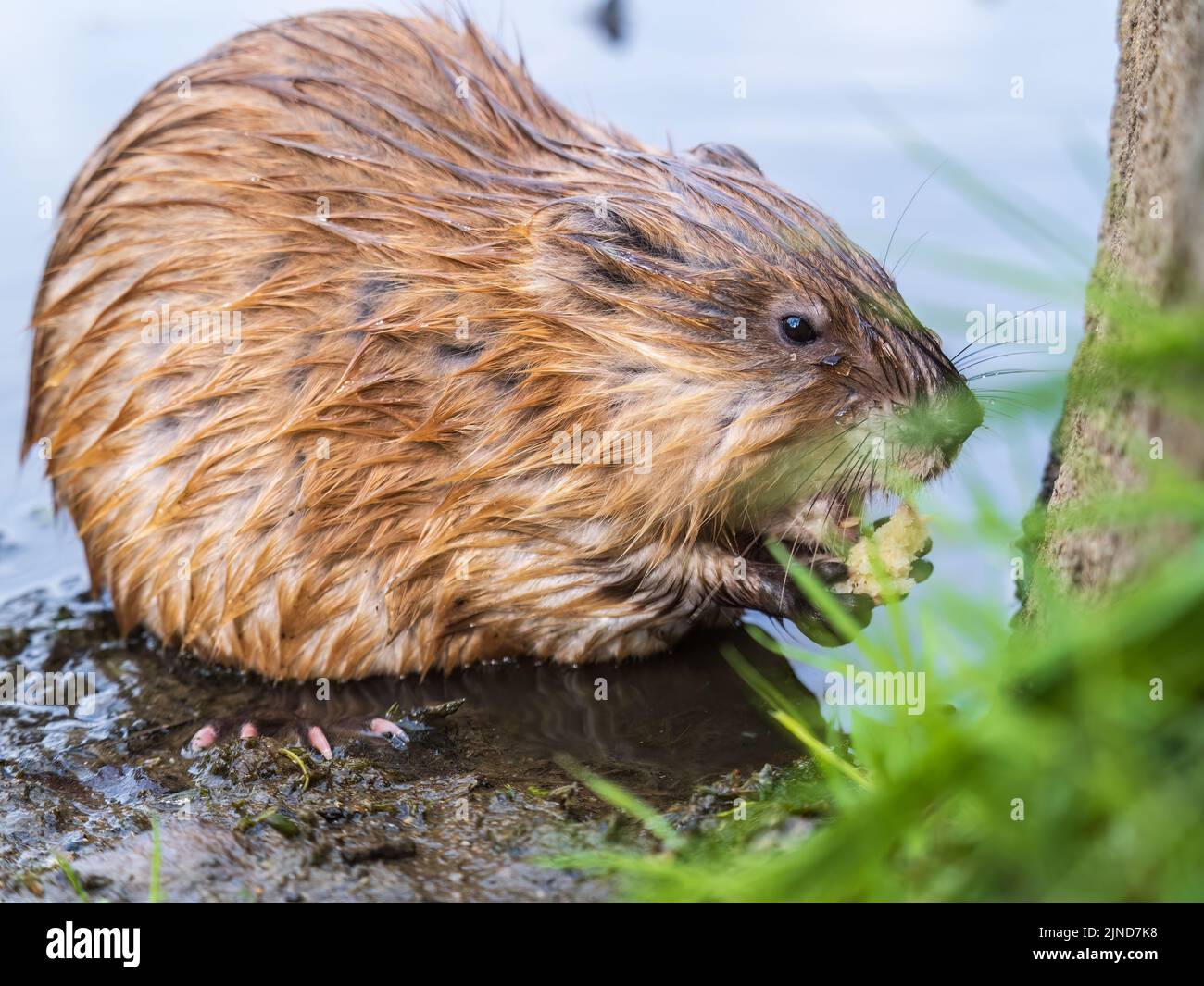 Wild animal Muskrat, Ondatra zibethicuseats, eats on the river bank ...