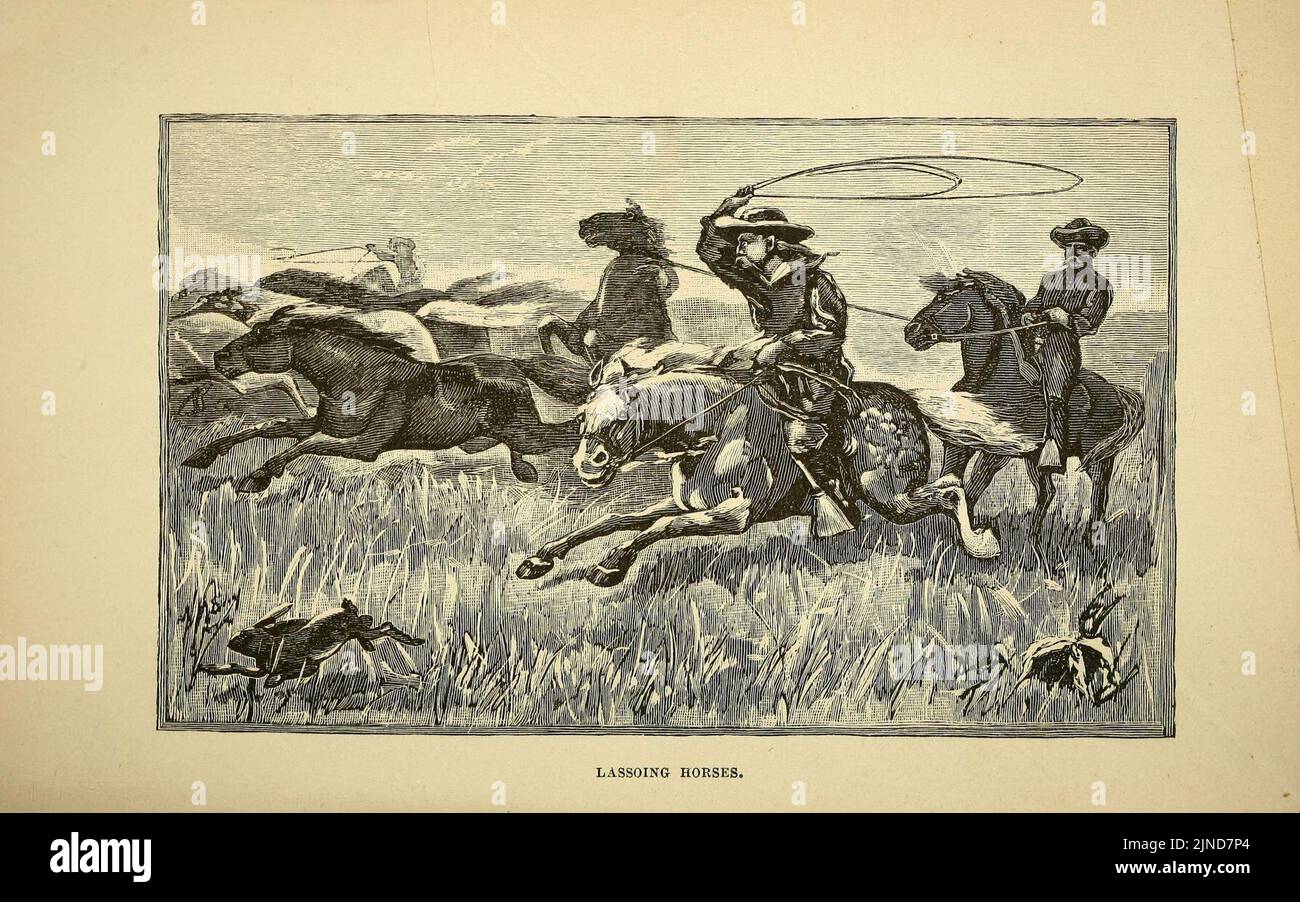 The beef bonanza Stock Photo - Alamy