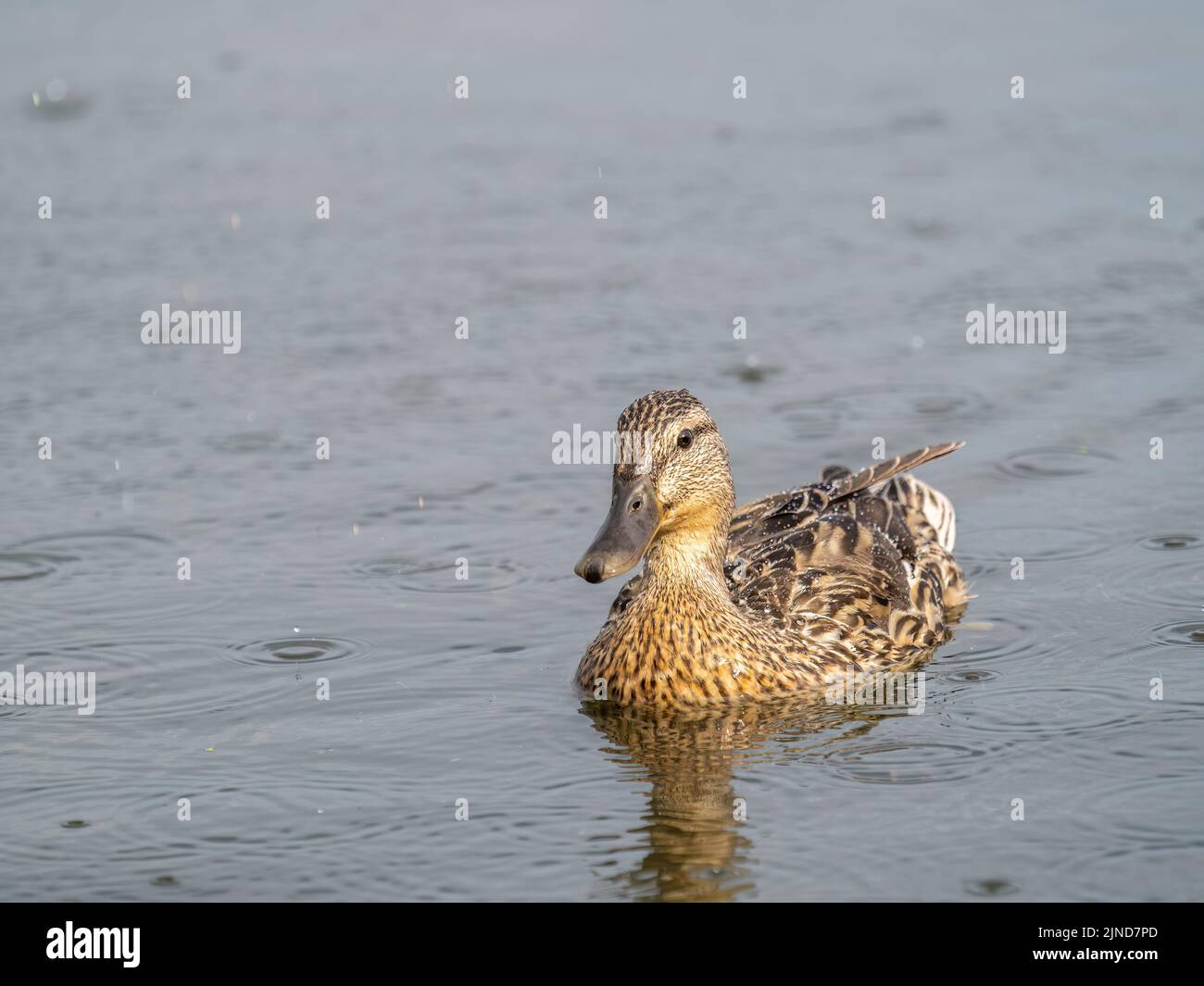 Duck swims in the pond in the rain. Portrait of a female of duck on the ...