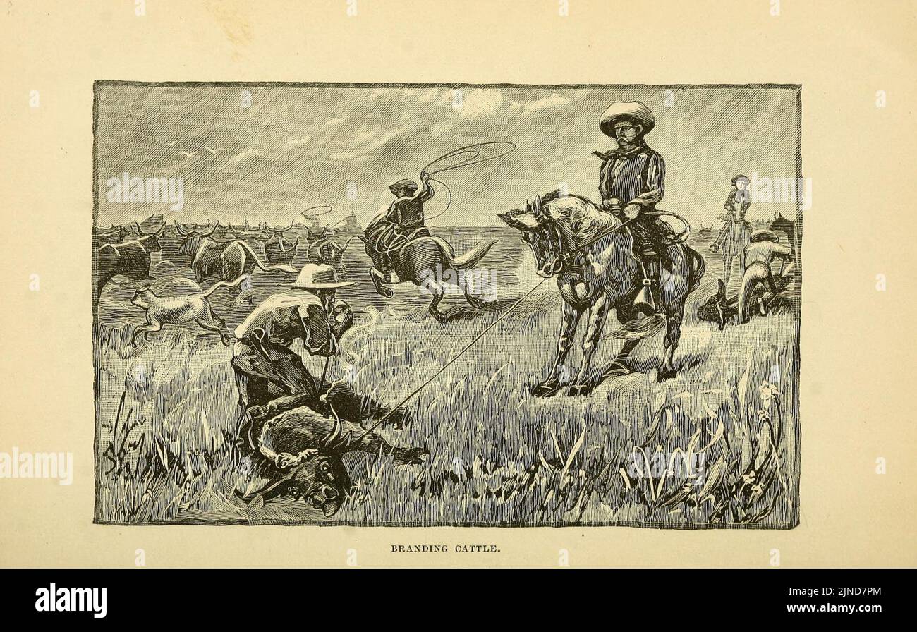 The beef bonanza Stock Photo - Alamy