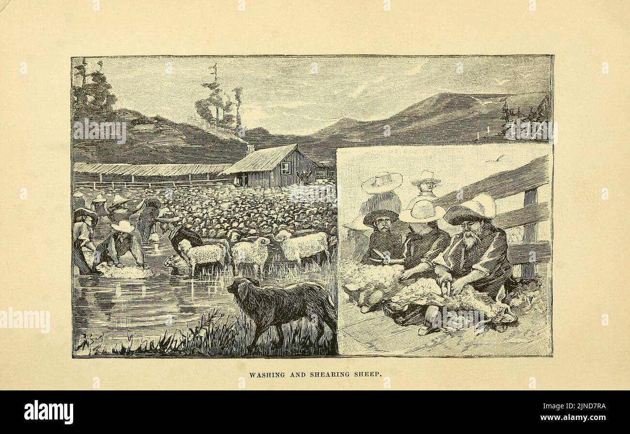 The beef bonanza Stock Photo - Alamy