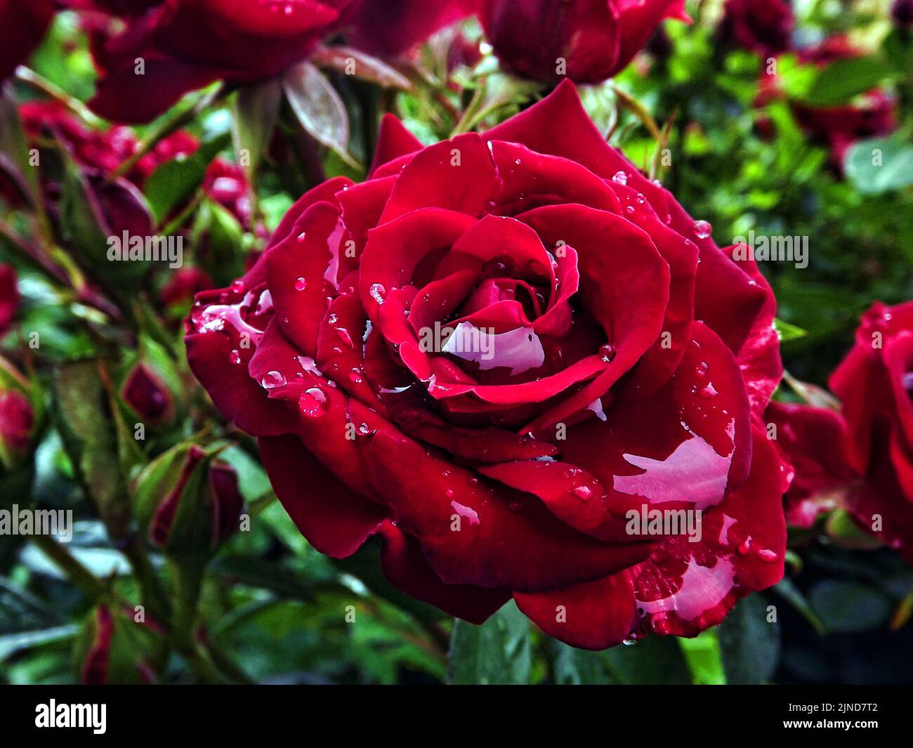 Red Rose in full bloom. Dark red rose with drops of water Stock Photo ...