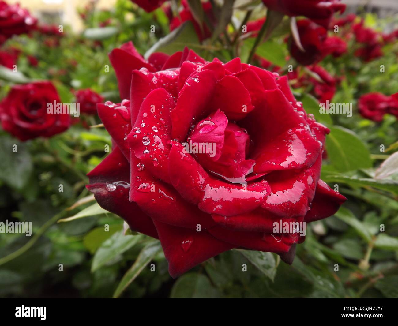 Full bloom red rose hi-res stock photography and images - Alamy