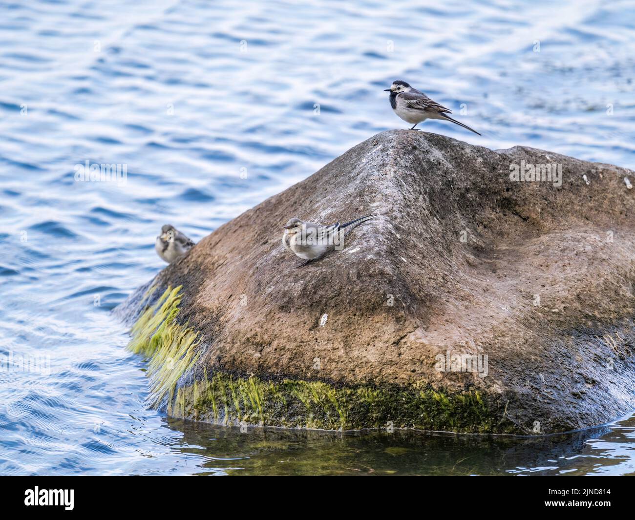 Young white wagtail, Motacilla alba, sitting on lake shore. Portrait of ...