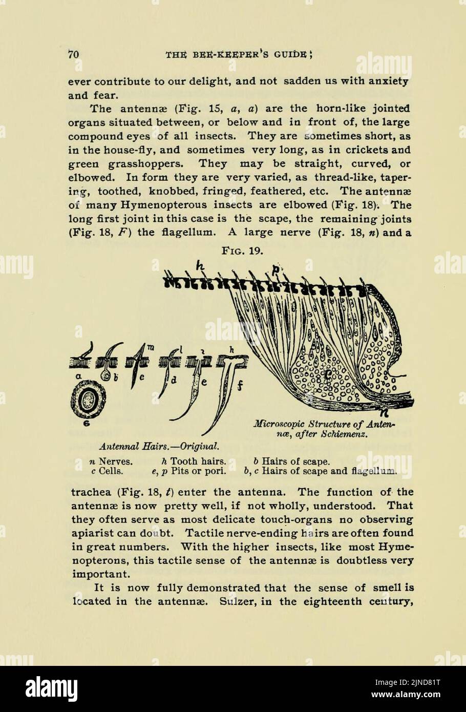 The bee-keeper's guide (Page 70 Stock Photo - Alamy