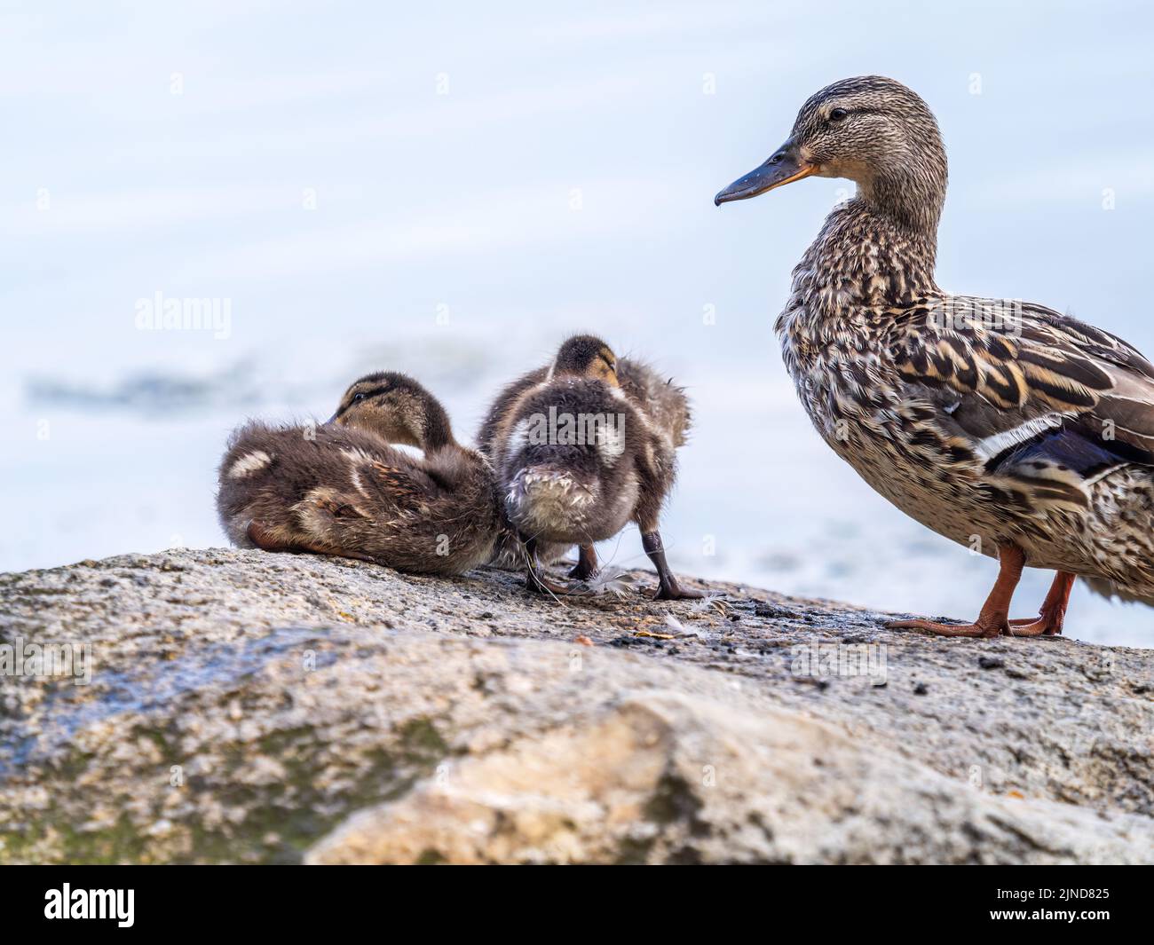 Adult duck with many ducklings sits on green shore of pond. The ...