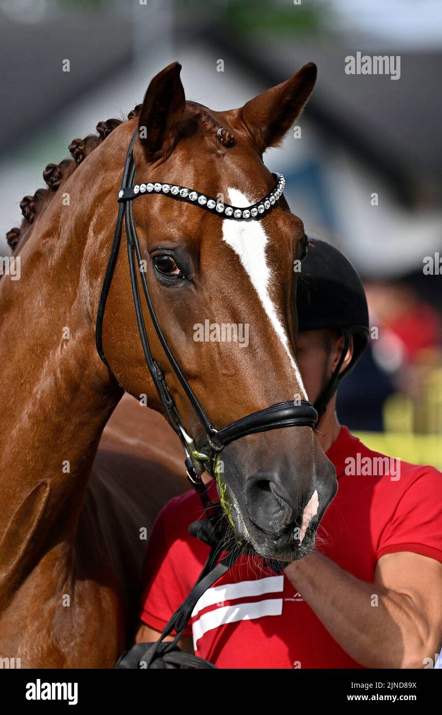 Herning, Denmark. 10th Aug, 2022. World Equestrian Games. Stables ...