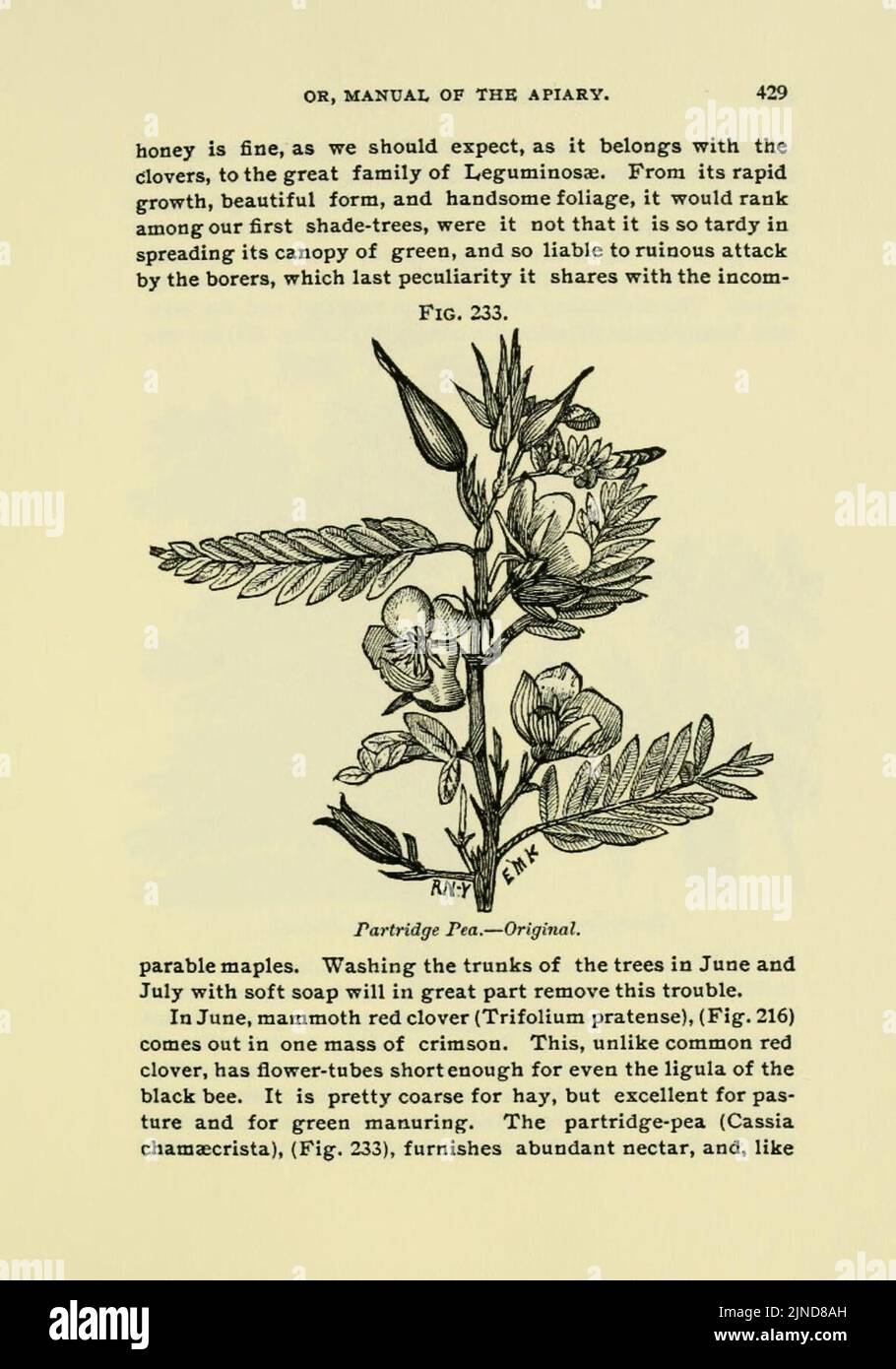 The bee-keeper's guide (Page 429 Stock Photo - Alamy