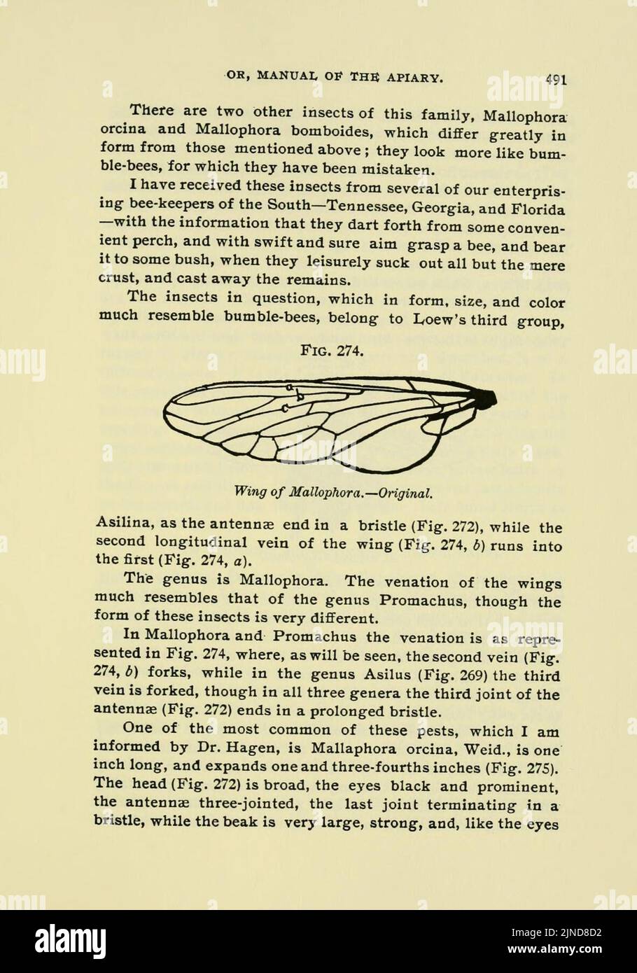 The bee-keeper's guide (Page 491 Stock Photo - Alamy