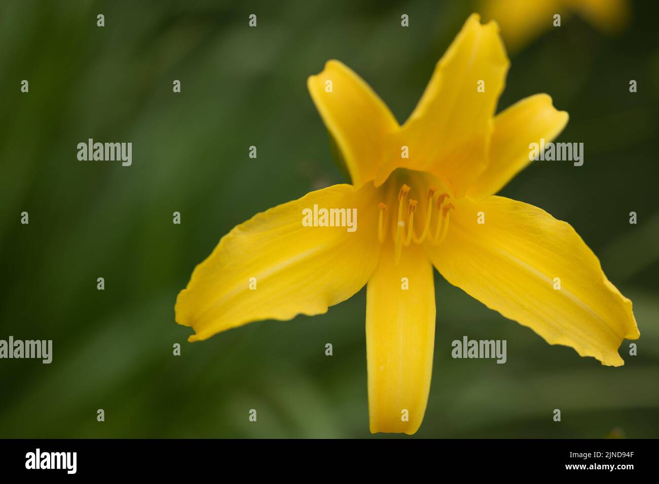 Single yellow lily blooming with a green background Stock Photo - Alamy