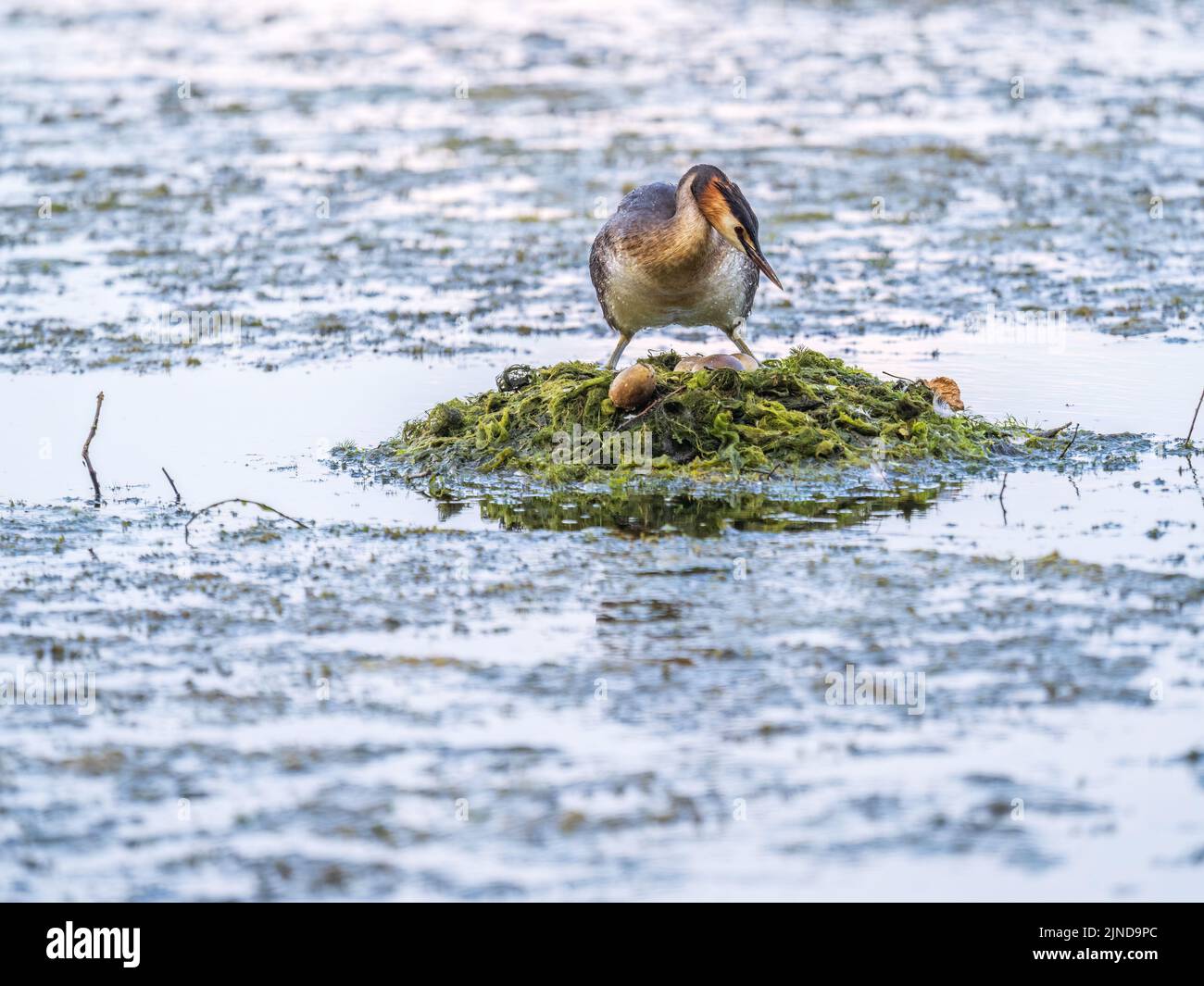 Great Crested Grebe, Podiceps cristatus, water bird sitting on the nest ...