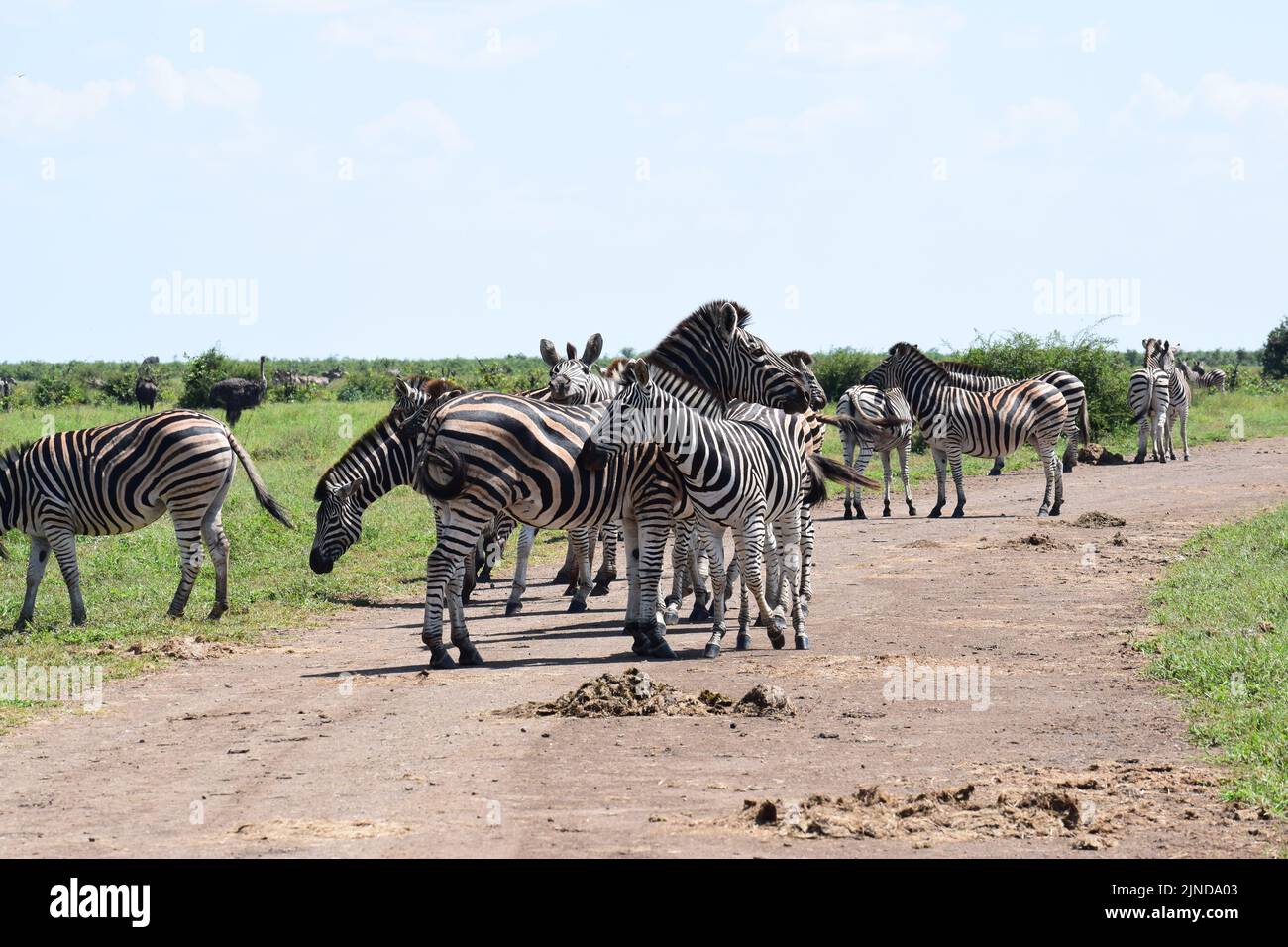 Zebra gathering hi-res stock photography and images - Alamy