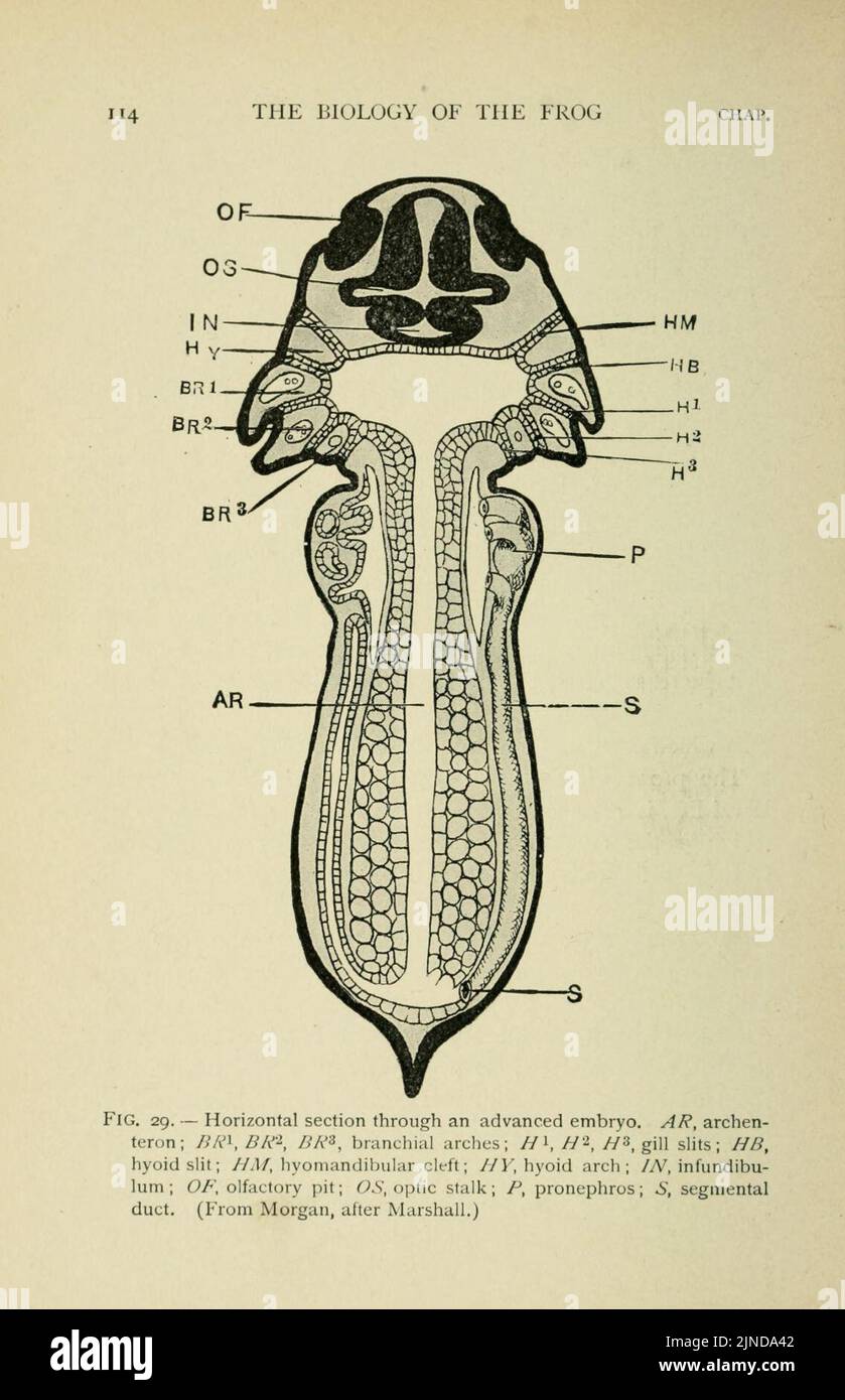 The biology of the frog (Page 114, Fig. 29 Stock Photo - Alamy