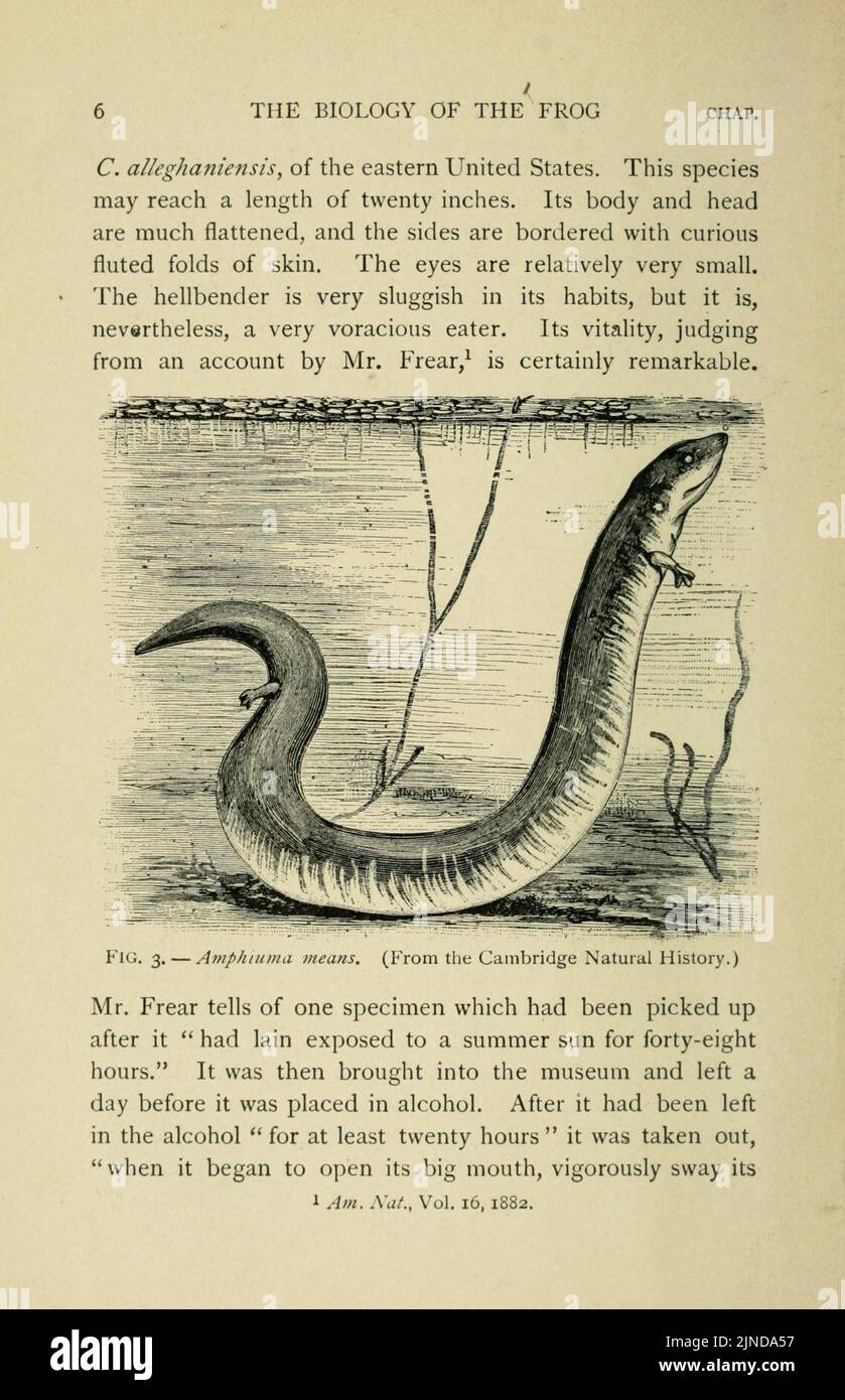 The biology of the frog (Page 6, Fig. 3 Stock Photo - Alamy