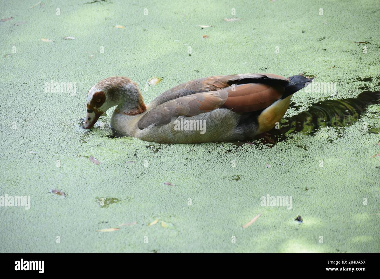 Getting through it Stock Photo - Alamy