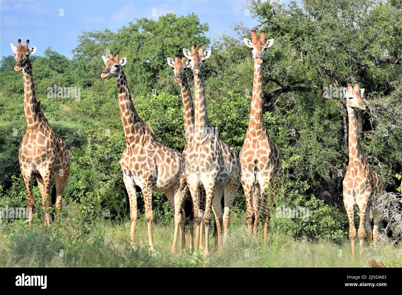 Towering animal hi-res stock photography and images - Alamy